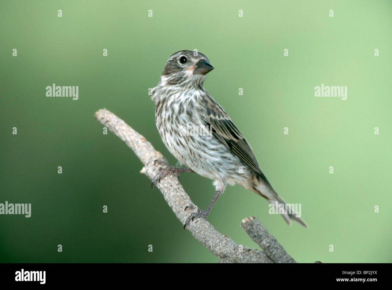 Finch bird dead hi-res stock photography and images - Alamy