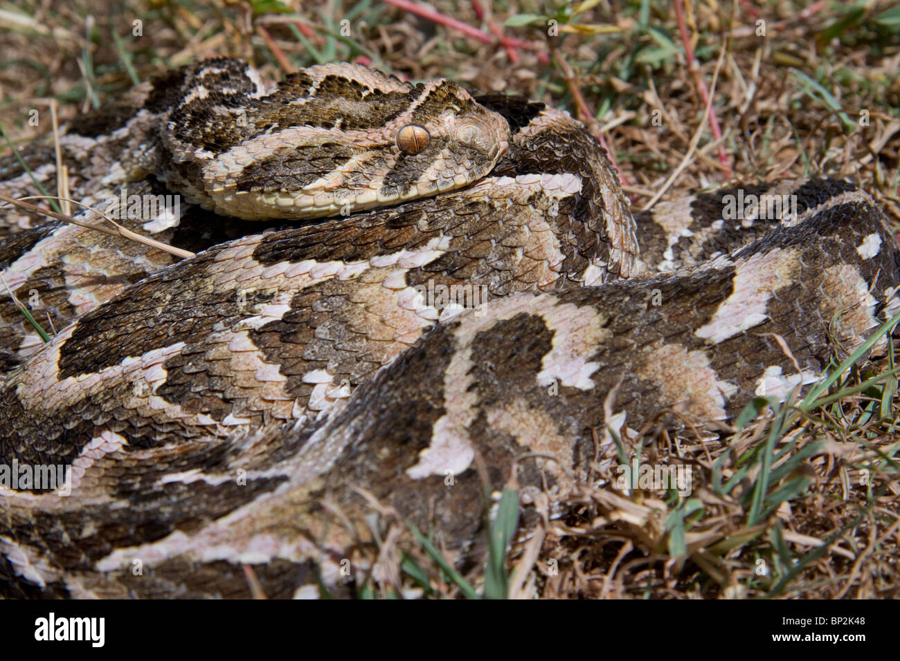 Puff Adder Stock Photos & Puff Adder Stock Images - Alamy