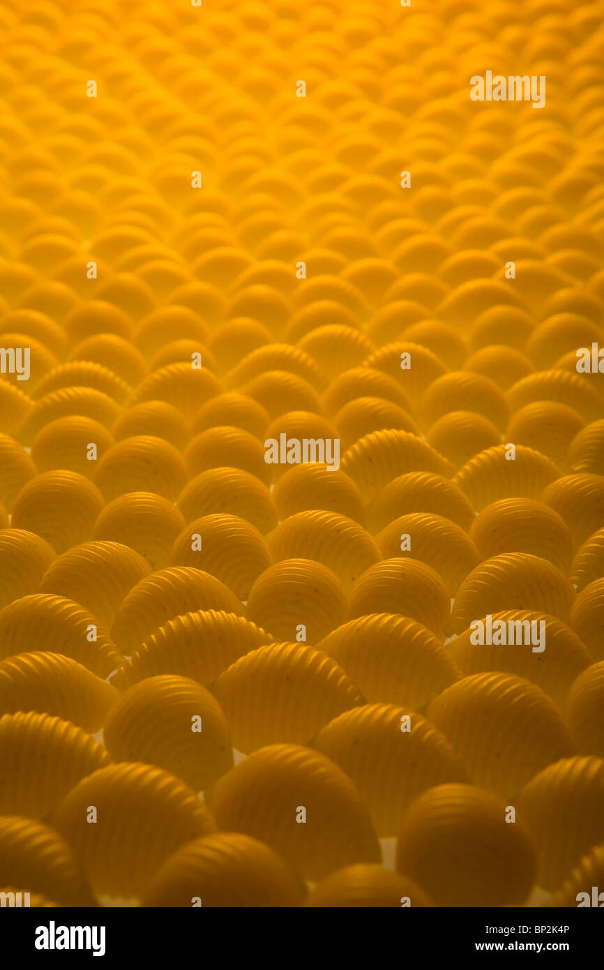 Groups of shells hi-res stock photography and images - Alamy
