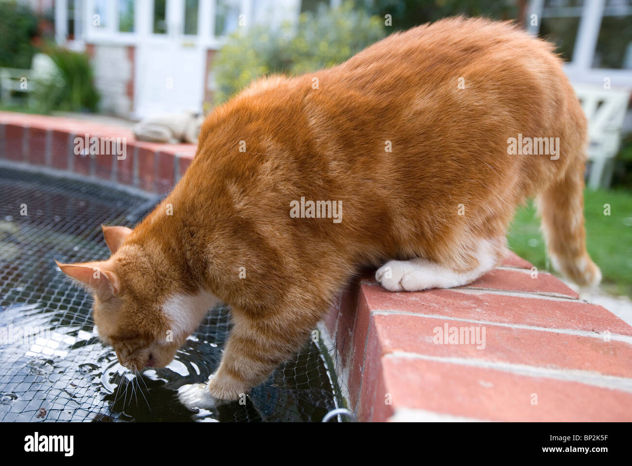 Drinking cat hi-res stock photography and images - Alamy