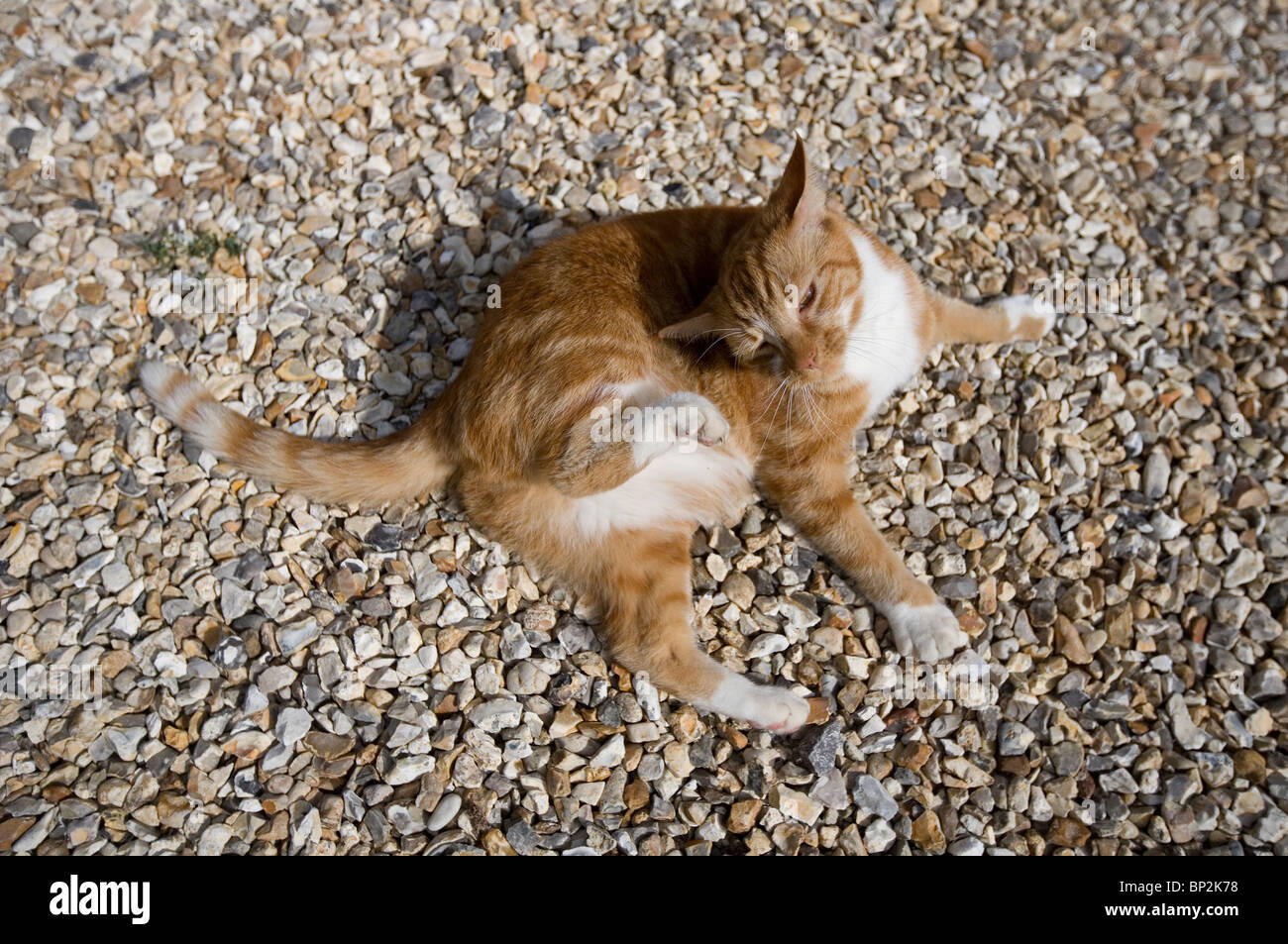Domestic cat Single adult male scratching on stones UK Stock Photo - Alamy