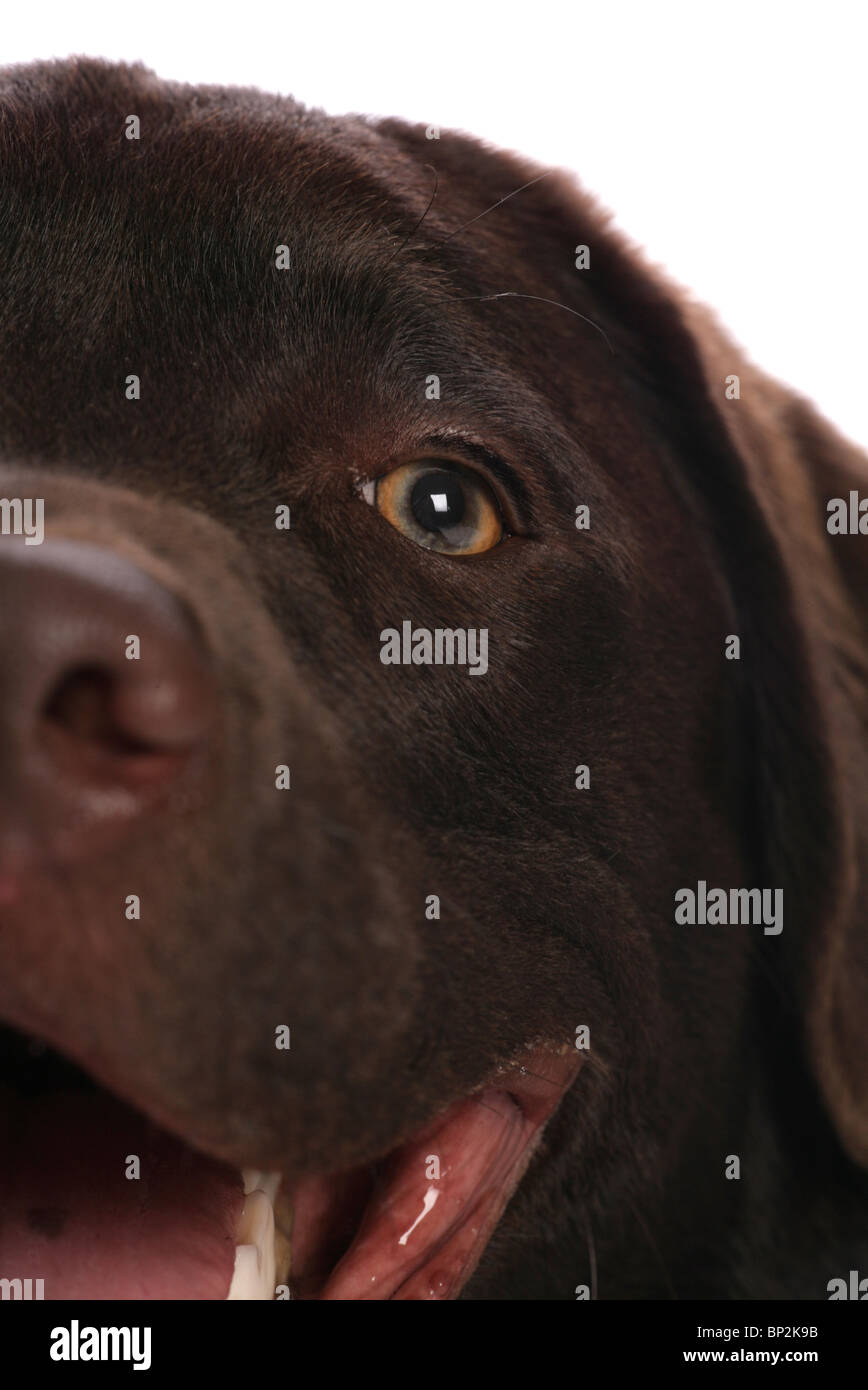 Labrador face hi-res stock photography and images - Alamy