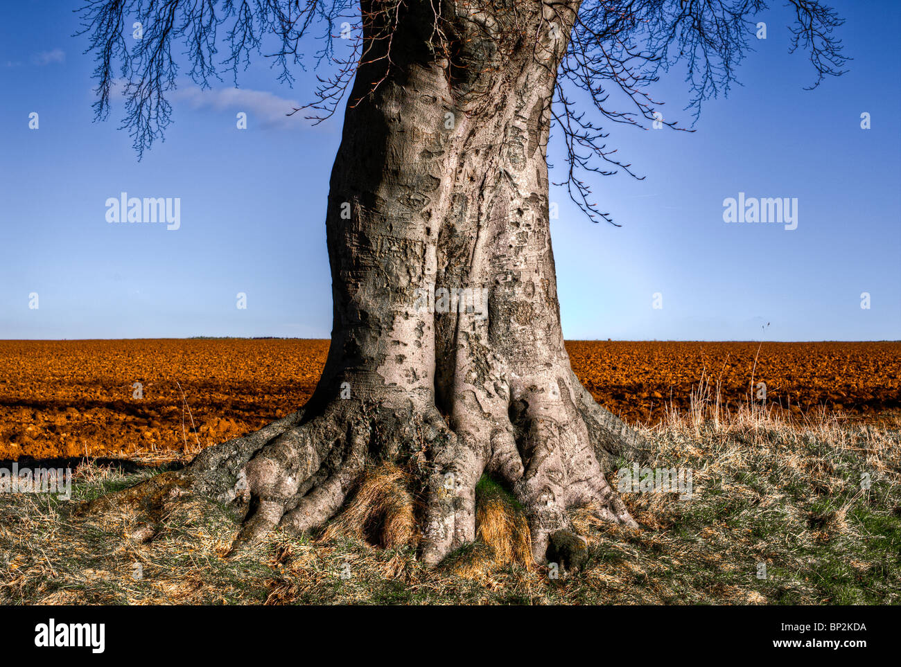 Ancient tree with dramatic, patterned trunk Stock Photo - Alamy
