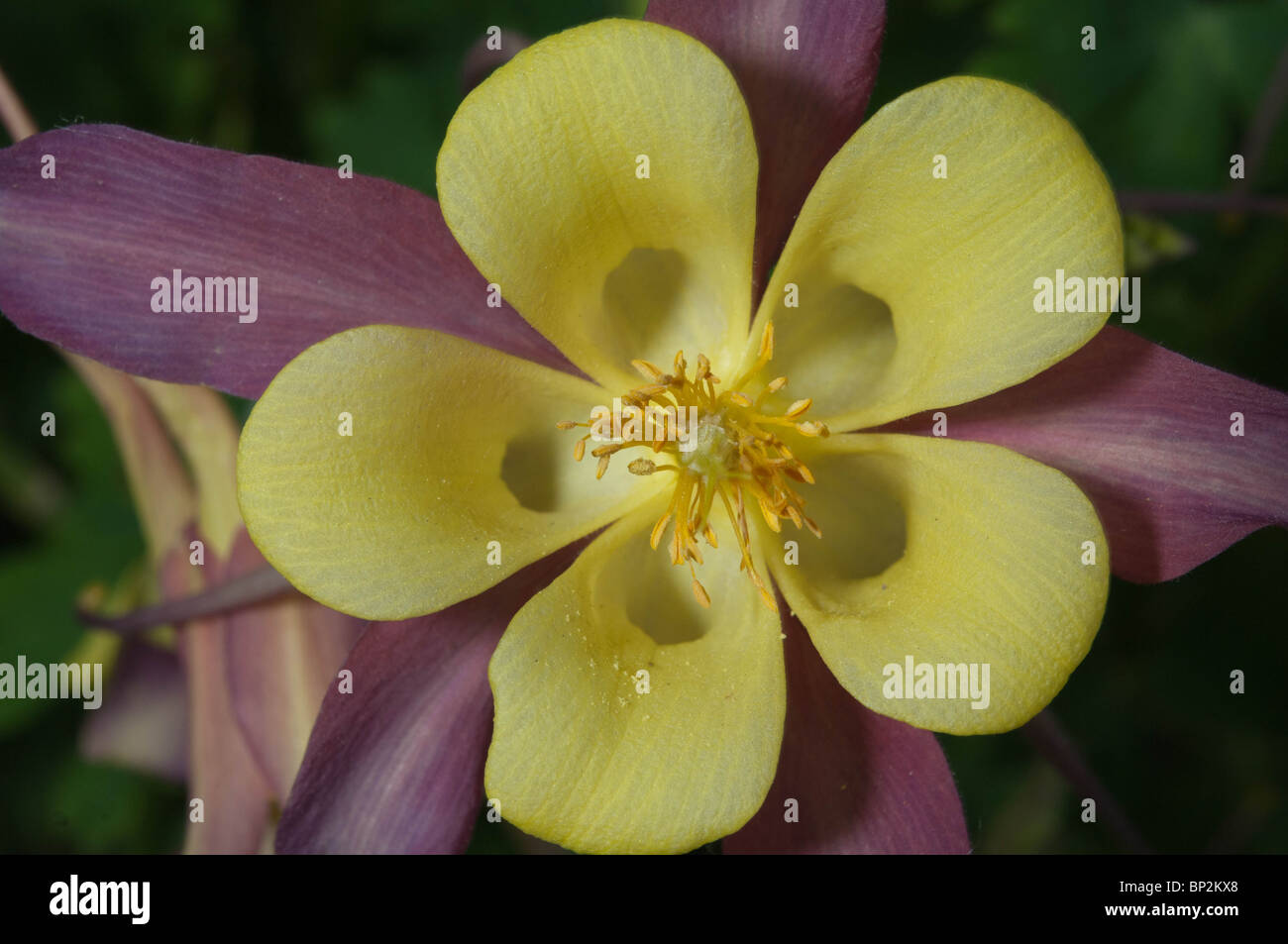 The columbine flower is a showy exotic bloom Stock Photo - Alamy