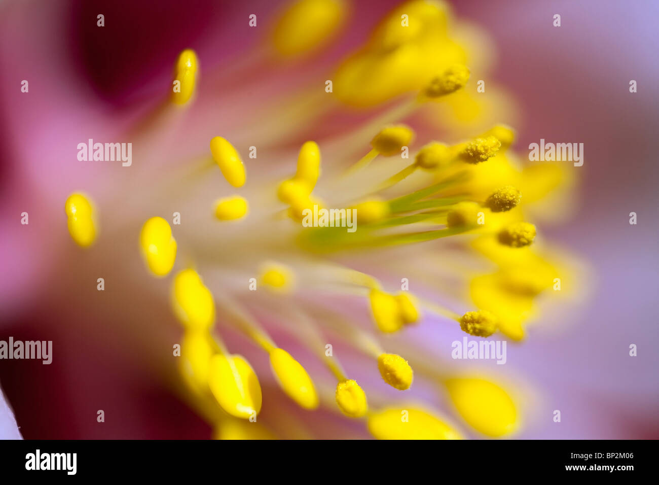 The Stamen Of A Flower Stock Photo - Alamy