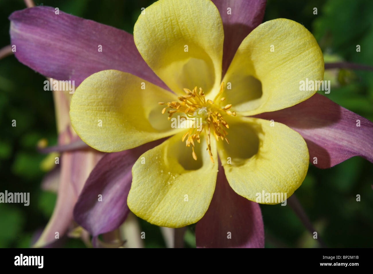 The columbine flower is a showy exotic bloom Stock Photo - Alamy