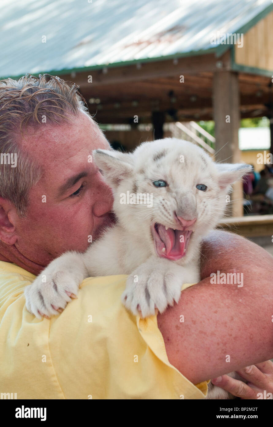 Six week old White Siberian Tiger cub Stock Photo - Alamy