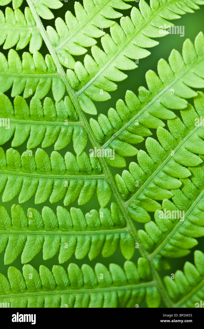 The small leaves of a common fern grow in a very efficient pattern ...