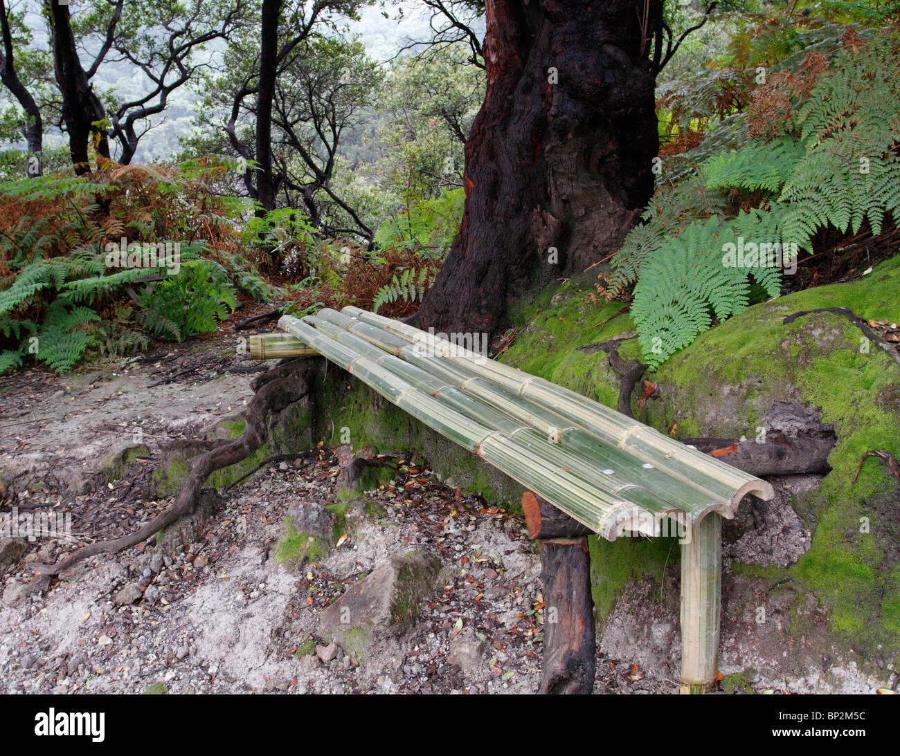 Bamboo bench in a tropical rain forest Stock Photo - Alamy