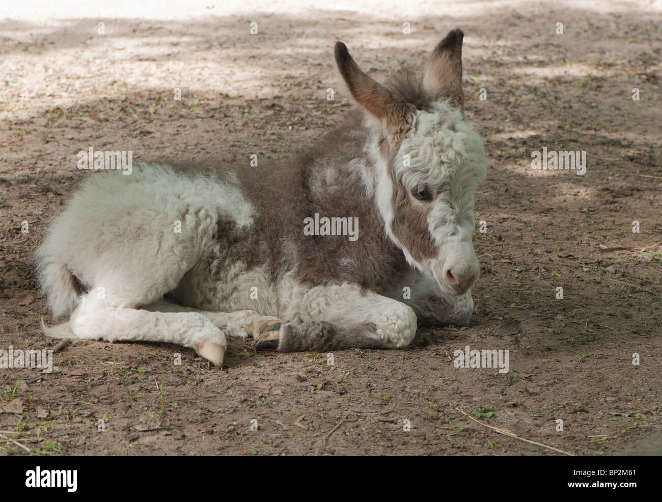 Donkey laying on ground hi-res stock photography and images - Alamy