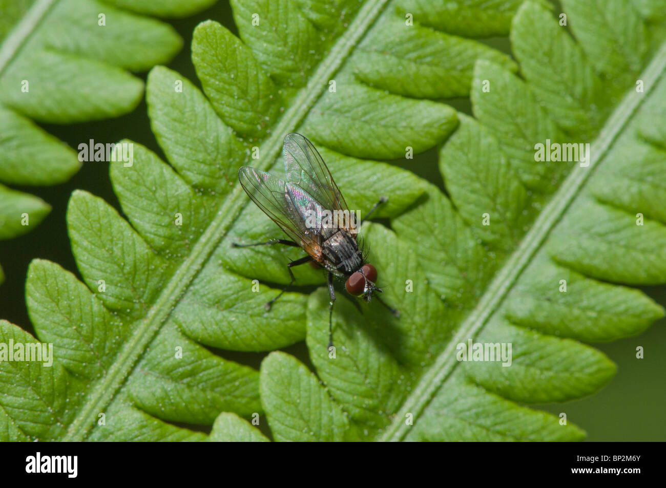 The small leaves of a common fern grow in a very efficient pattern ...