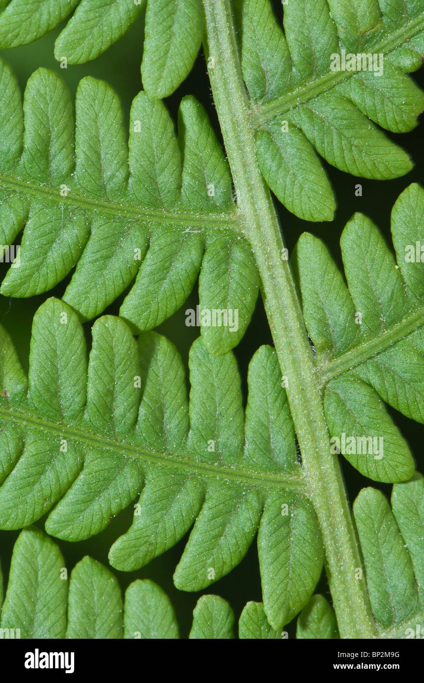 The small leaves of a common fern grow in a very efficient pattern ...