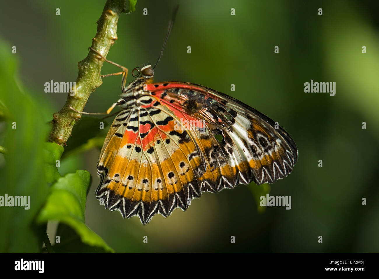 Leopard Lacewing Butterfly (cethosia cyane Stock Photo - Alamy