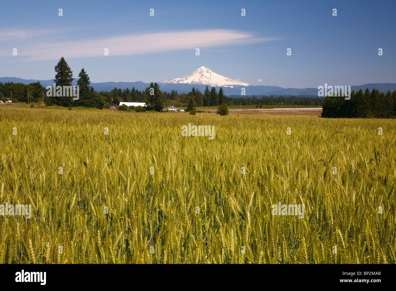 Mountain of grains hi-res stock photography and images - Alamy
