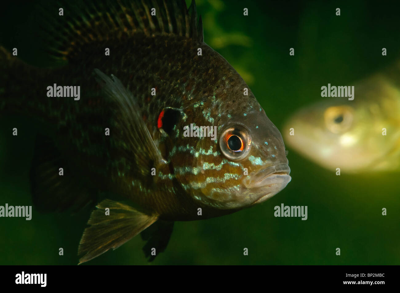 A Pumpkinseed Sunfish shows off its bright red ear patch Stock Photo ...