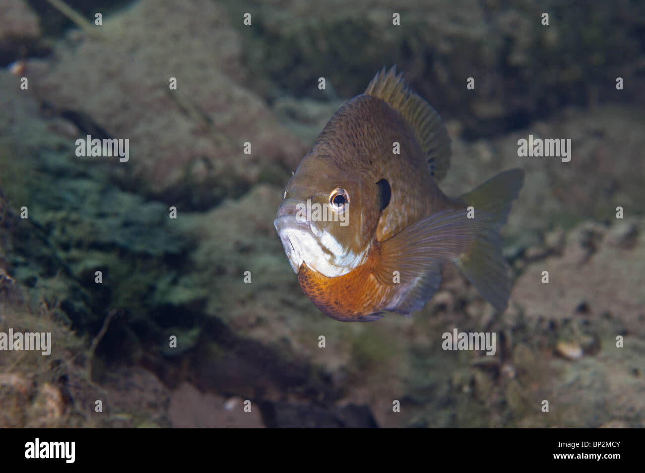 Bluegill freshwater fish become fiercely teritorial and protective of ...