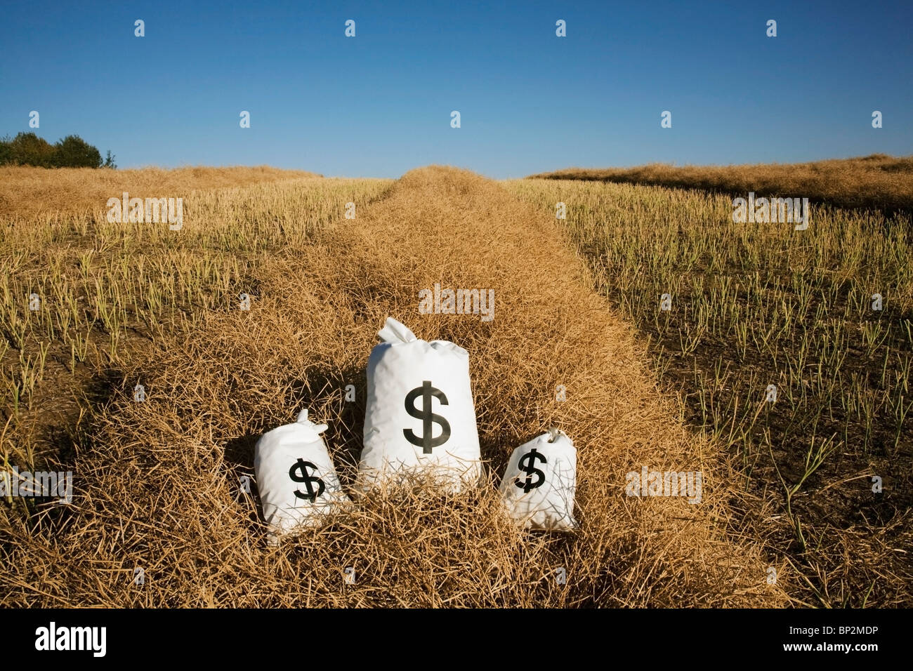 Crop dollar signs field hi-res stock photography and images - Alamy