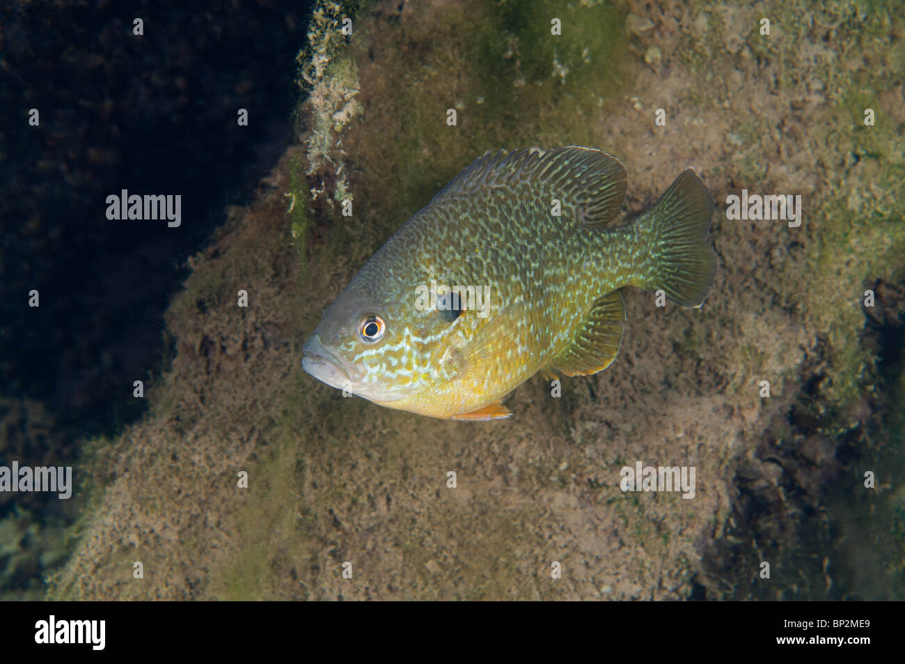 Freshwater Pumpkinseed Sunfish can be very colourful during their ...