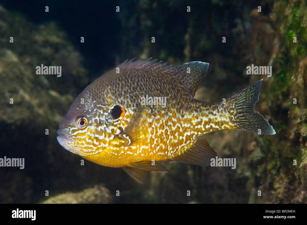 Sunfish hi-res stock photography and images - Alamy