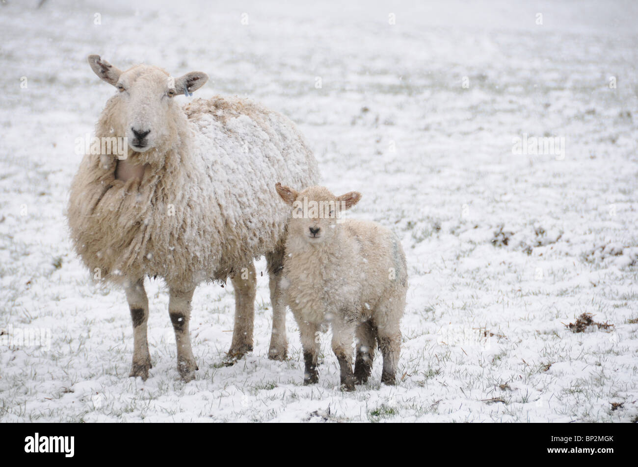 Sheep and Baby Lamb In the Snow on Saddleworth Moors Stock Photo - Alamy