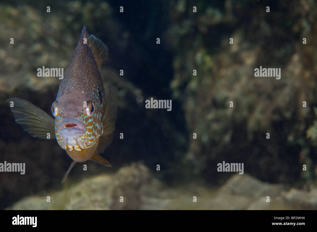 Pumpkinseed Fish High Resolution Stock Photography and Images - Alamy