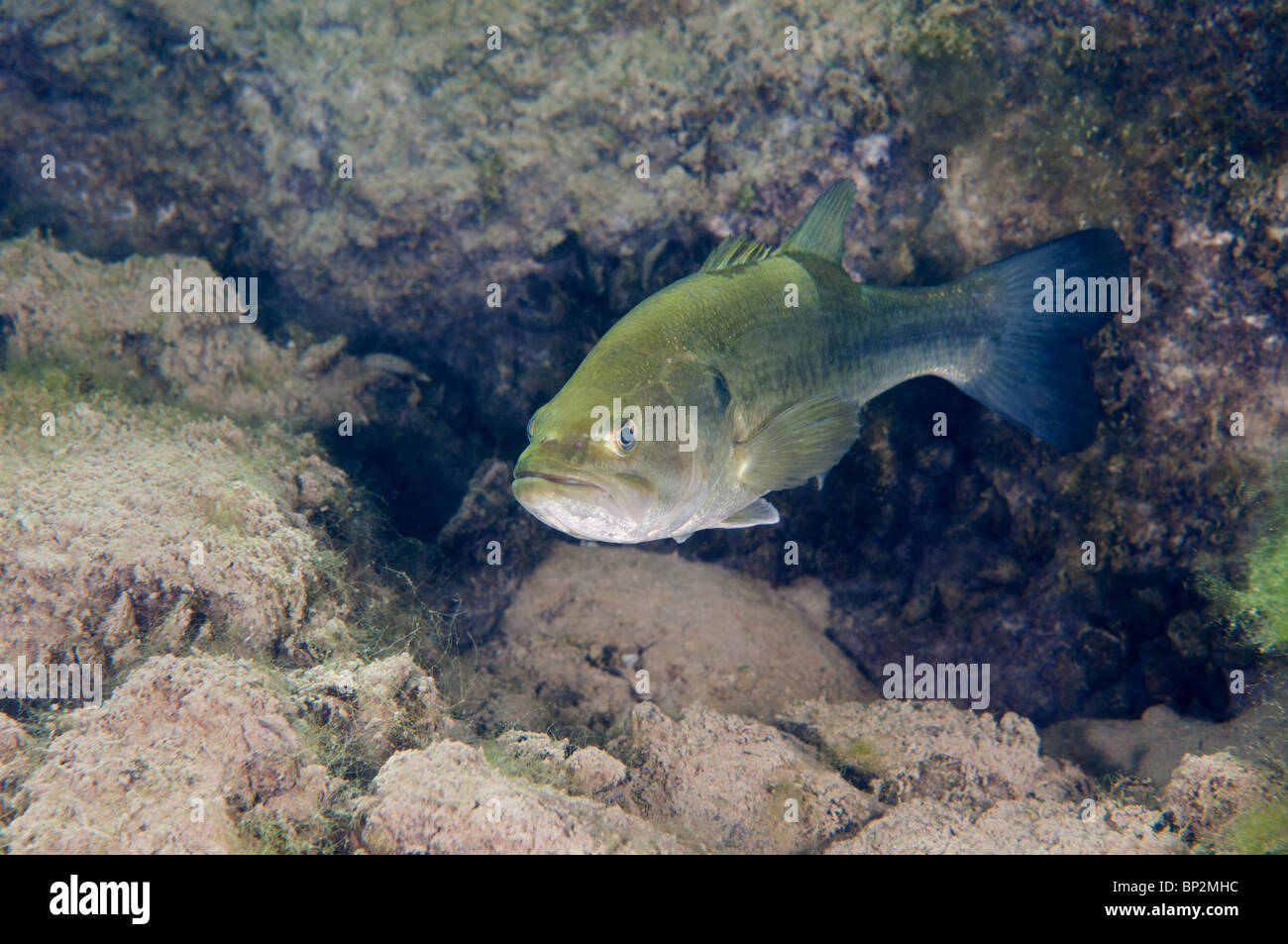 A Largemouth Bass freshwater fish patrols the bottom of a quarry in ...