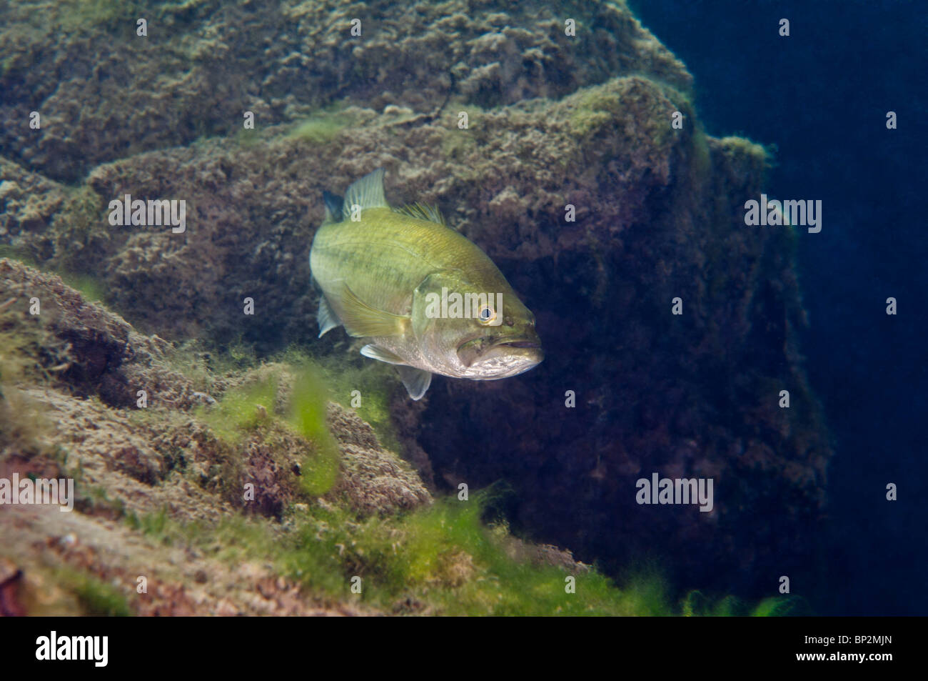 A Largemouth Bass freshwater fish patrols the bottom of a quarry in ...