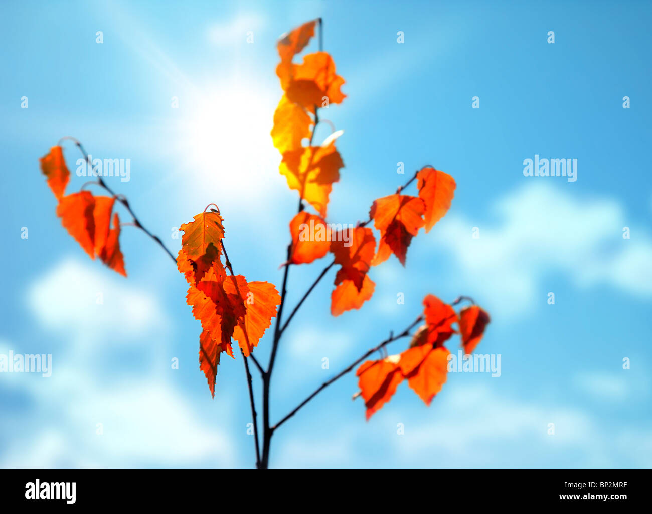 Autumn sky background with dry red tree Stock Photo - Alamy