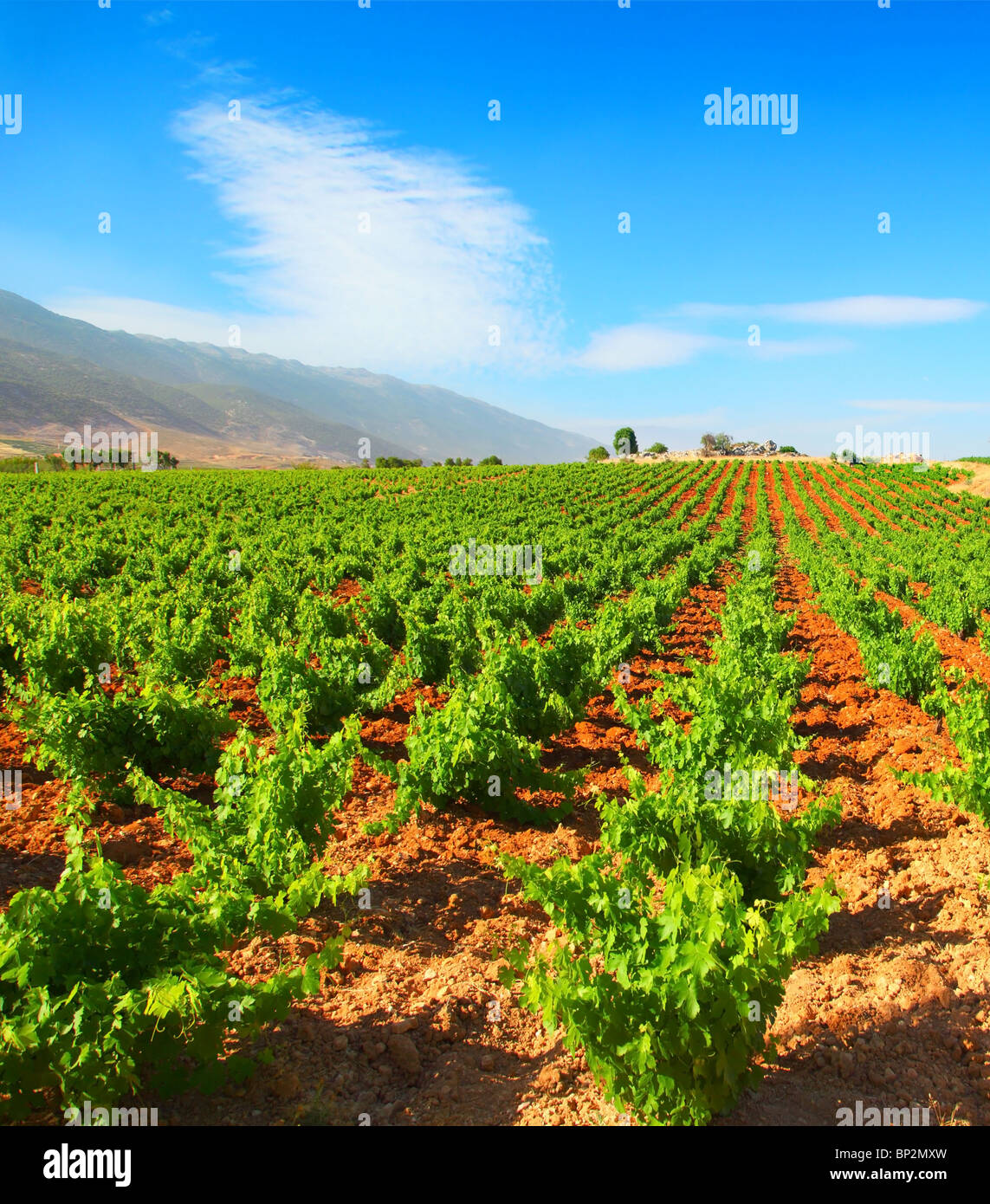 Landscape field of grapevine with clean blue sky Stock Photo - Alamy