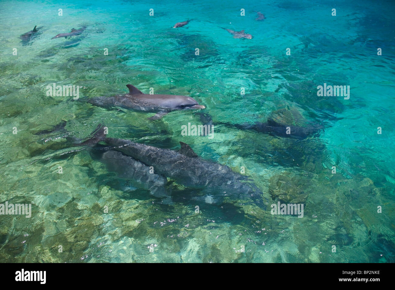Roatan, Bay Islands, Honduras; Bottlenose Dolphins (Tursiops Truncatus ...