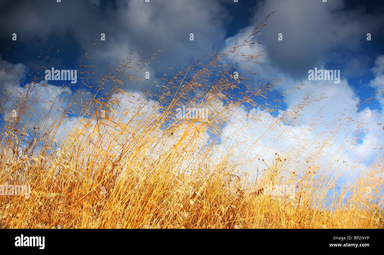 Wheat field landscape late summer scene Stock Photo - Alamy