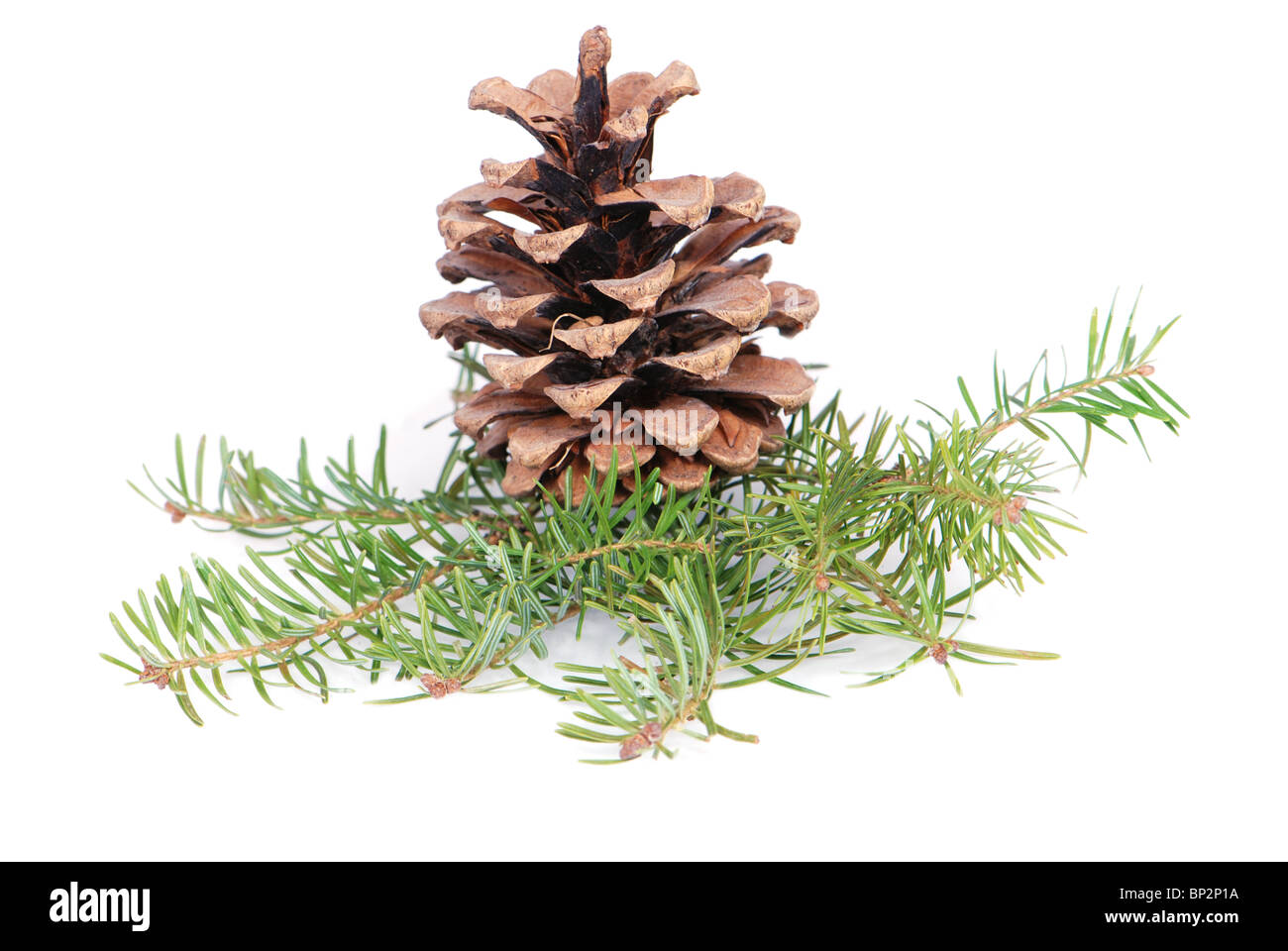 Branches christmas tree new Cut Out Stock Images & Pictures - Alamy