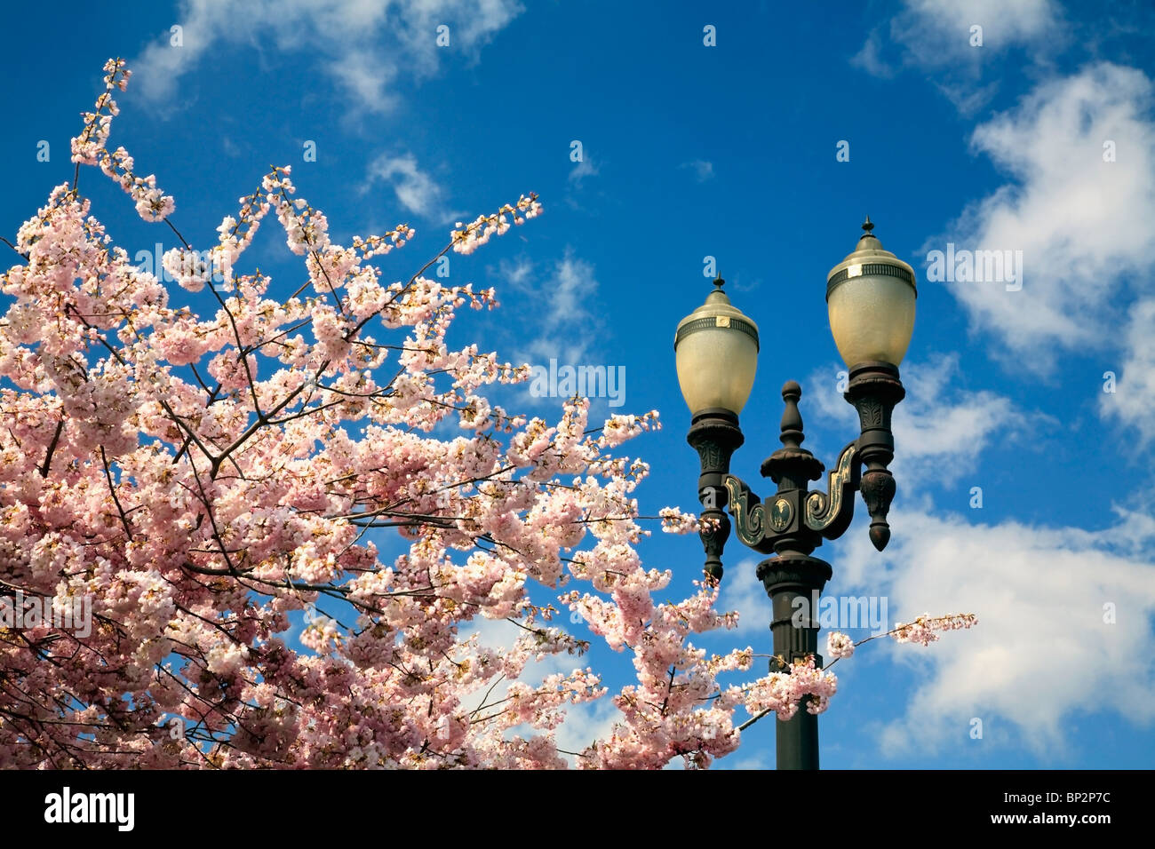 Lamp post and tree hi-res stock photography and images - Alamy