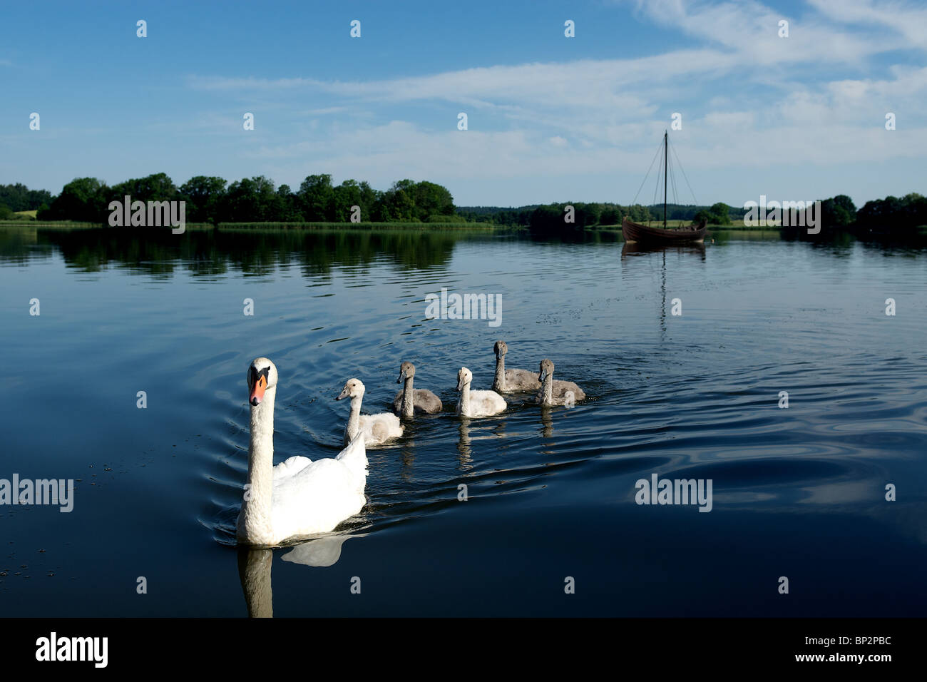 Swans on the Starneberger Lake, Sternberg, Germany Stock Photo - Alamy