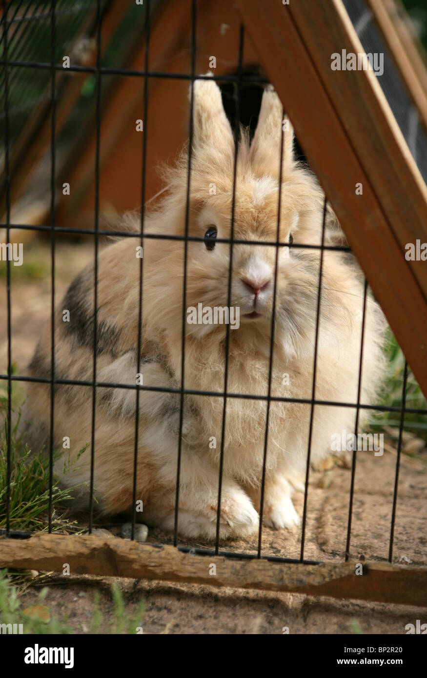 Run rabbit hi-res stock photography and images - Alamy