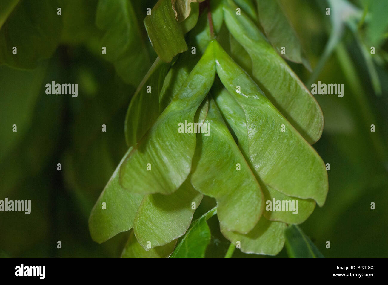 Maple tree samaras or whirlybirds hang from a tree soon to be cast to ...