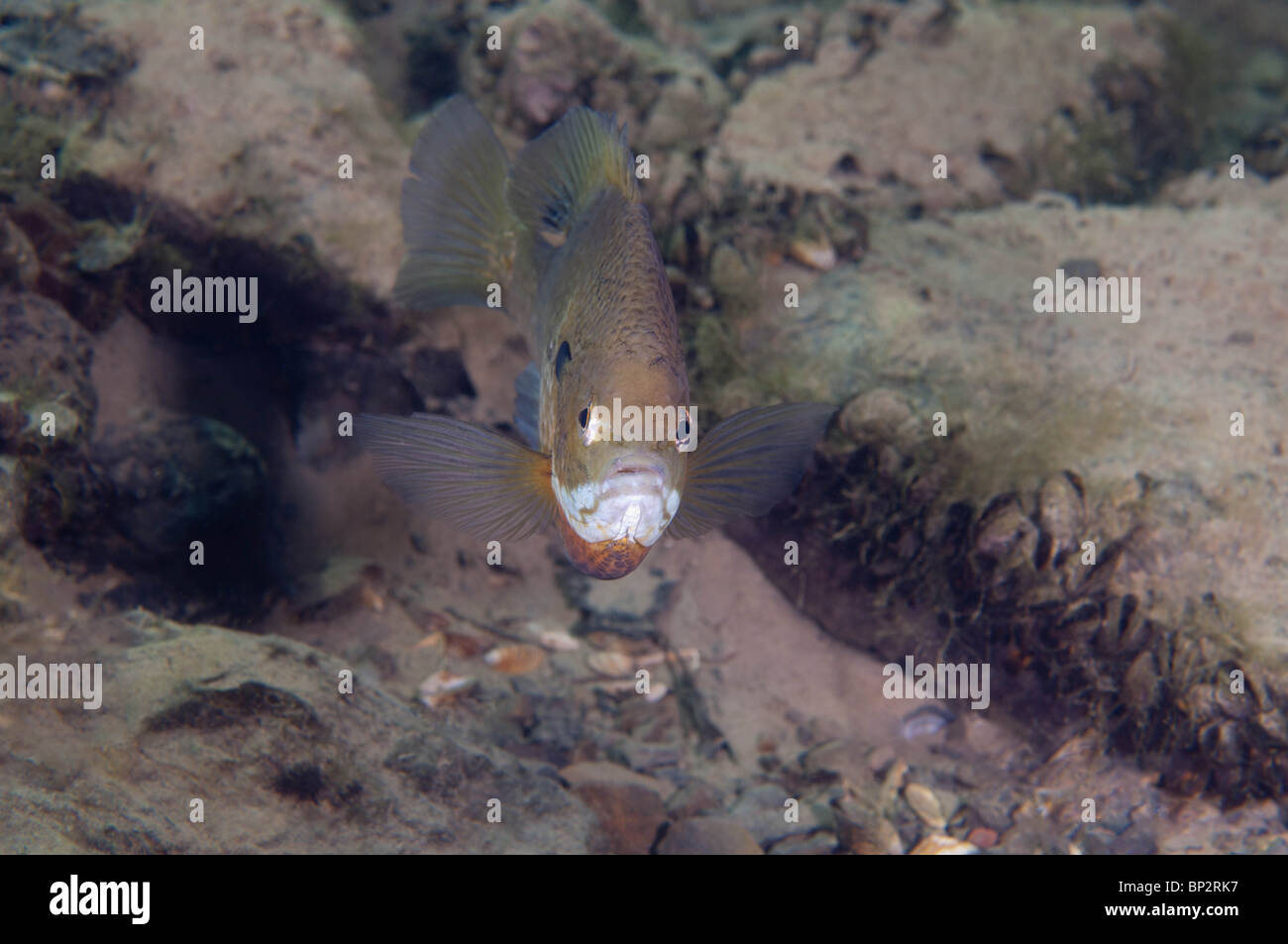 Bluegill freshwater fish become fiercely teritorial and protective of ...