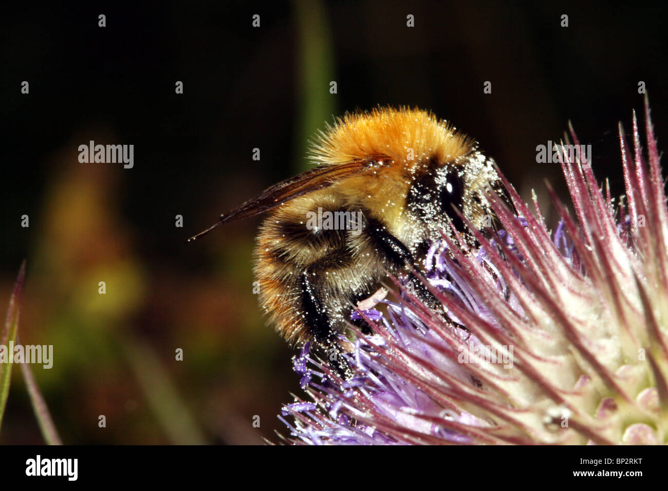 Family apidae hi-res stock photography and images - Alamy