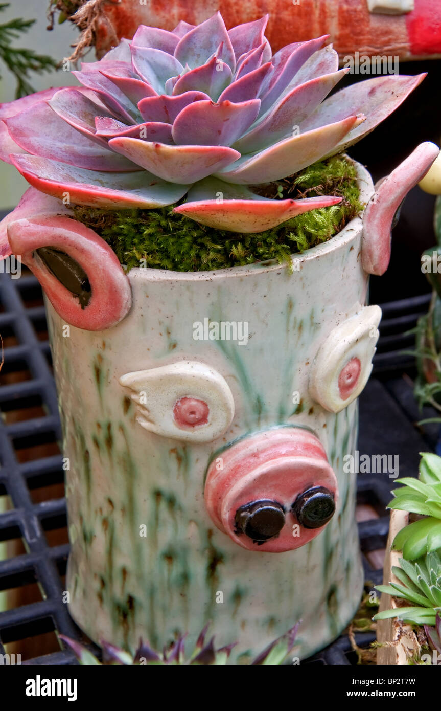 Pig planter hi-res stock photography and images - Alamy
