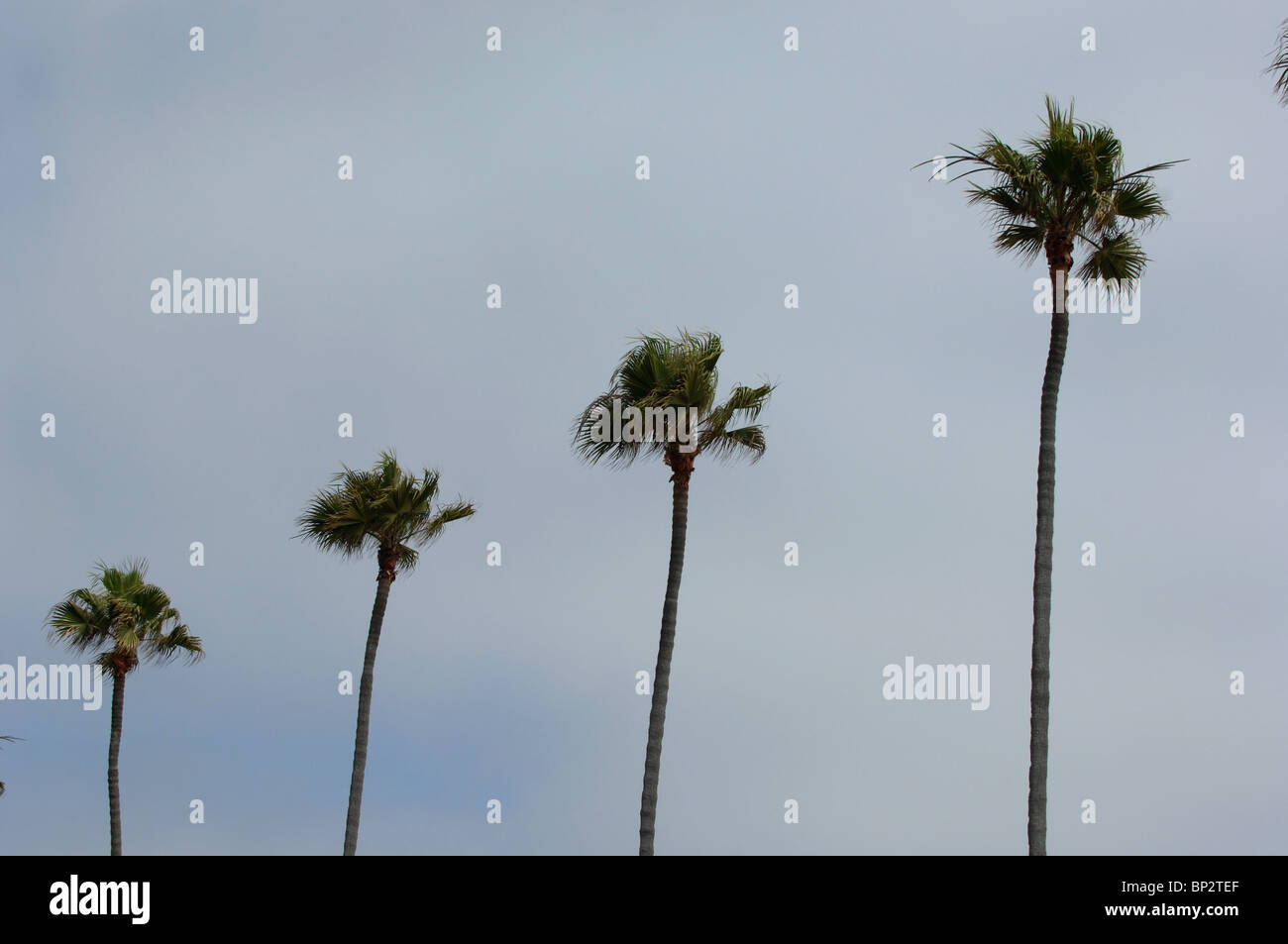 Four palm trees against and overcast sky Stock Photo - Alamy
