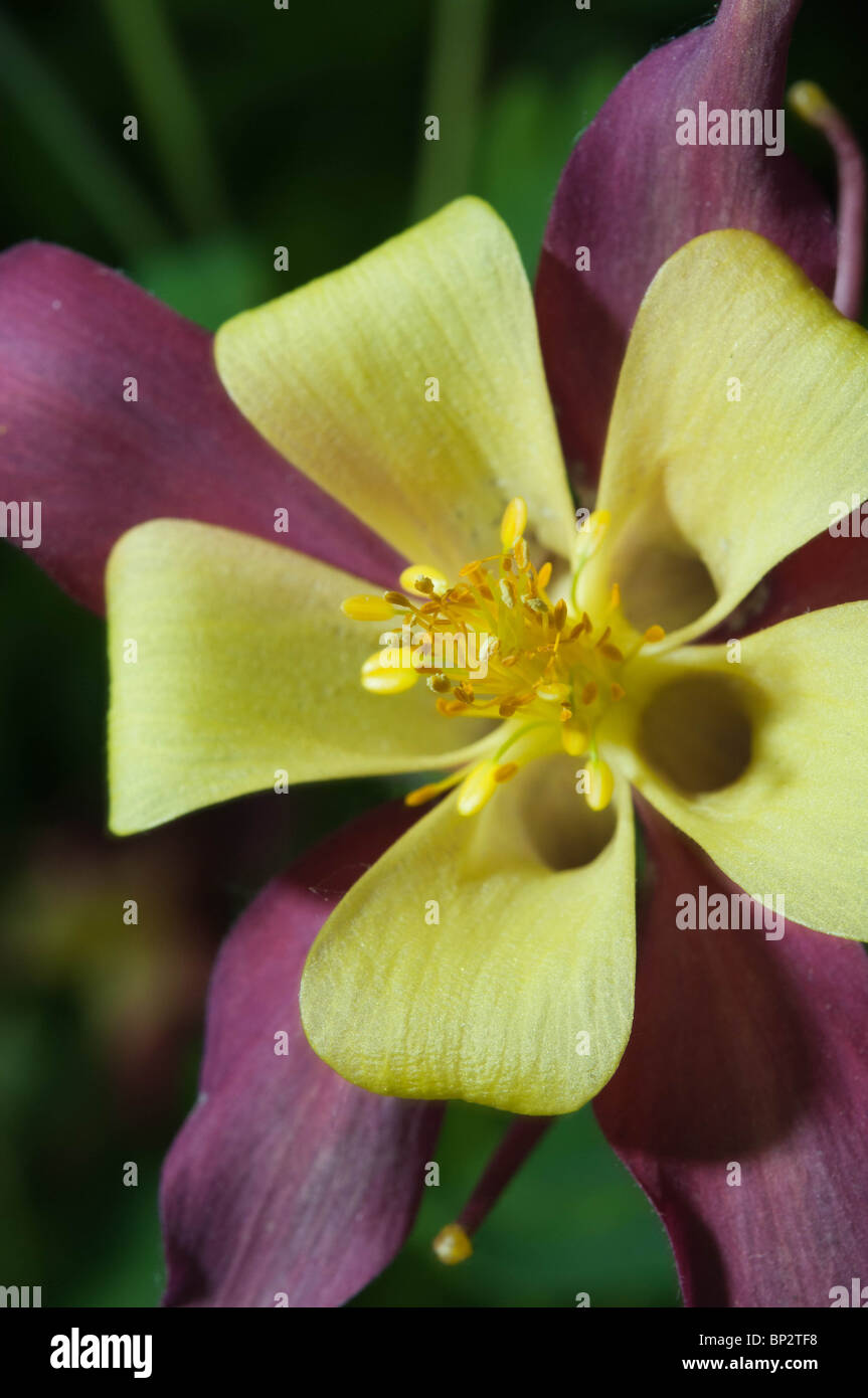 The columbine flower is a showy exotic bloom Stock Photo - Alamy