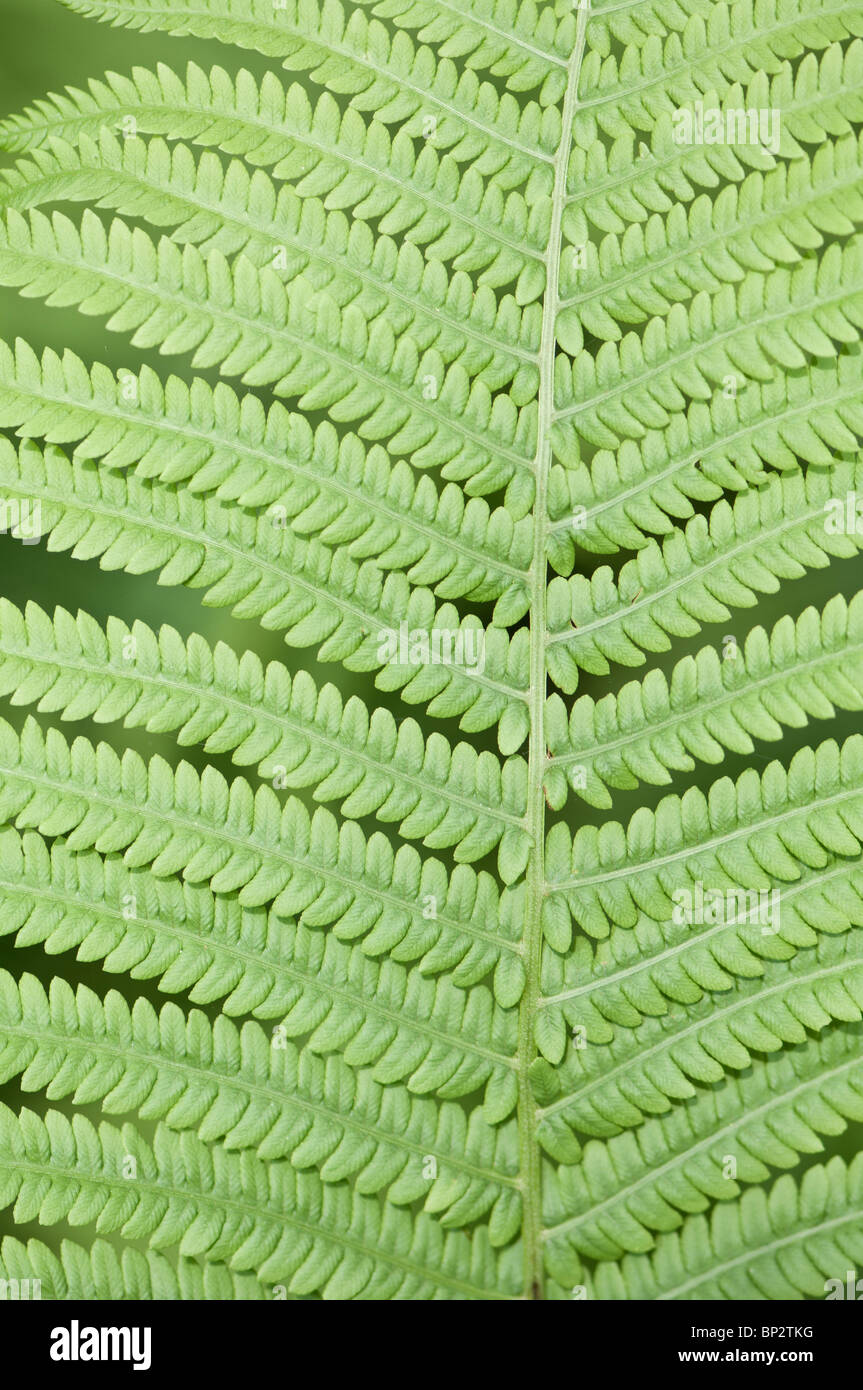 The small leaves of a common fern grow in a very efficient pattern ...