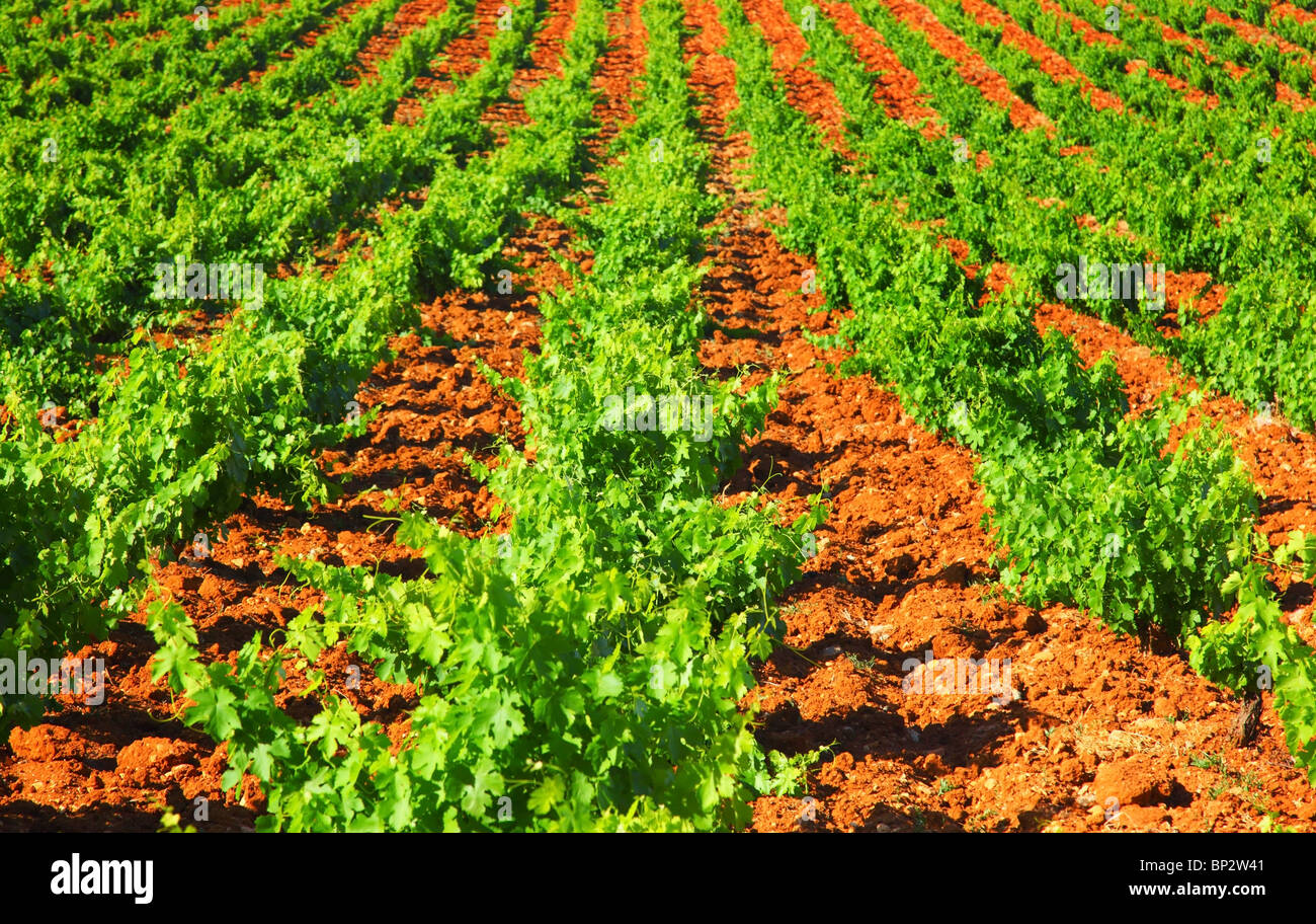Grape field background with reach red soil Stock Photo - Alamy
