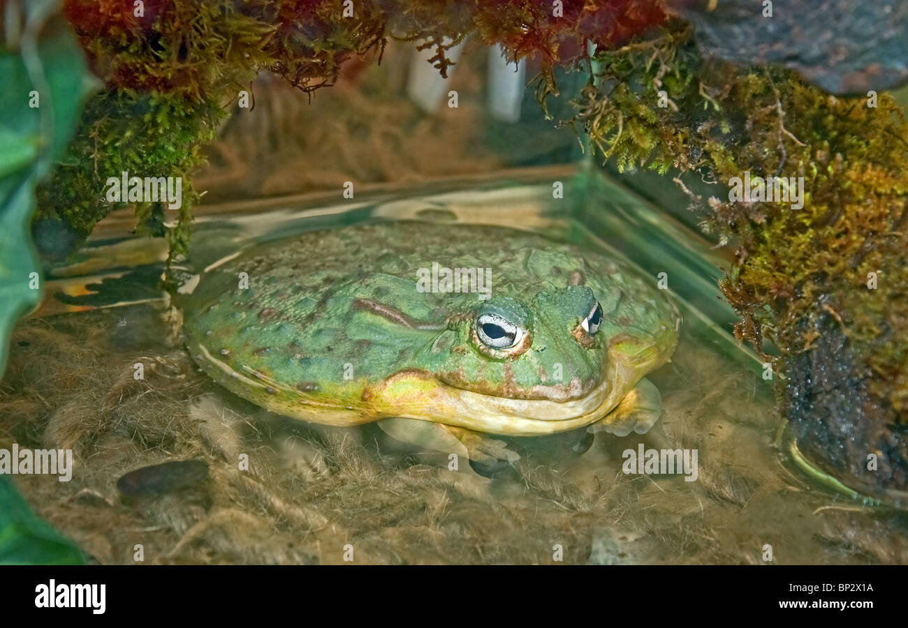 African pixie frog (pyxicephalus adspersus) is sitting in shallow water ...