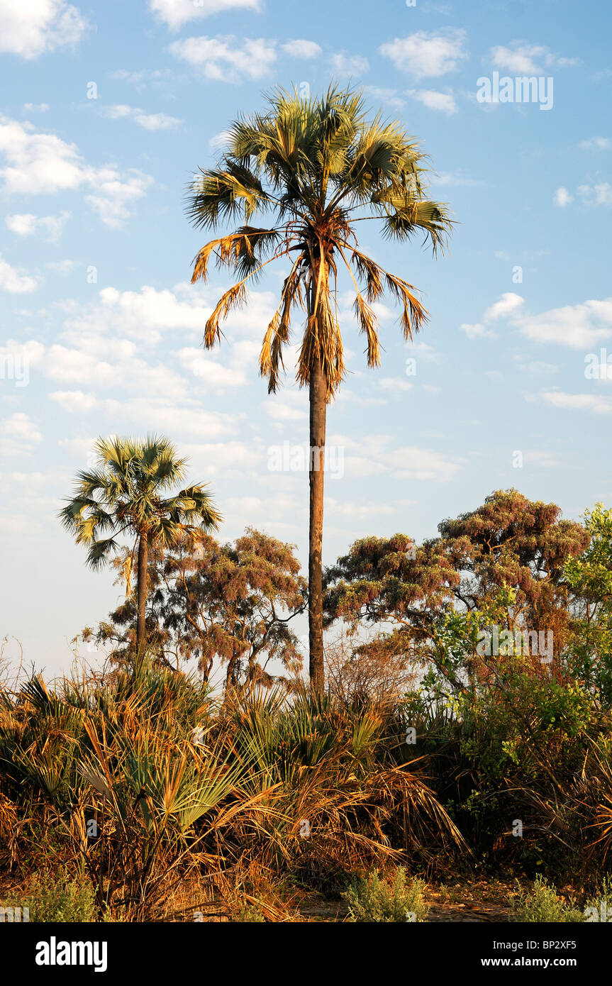 African tree african trees hi-res stock photography and images - Alamy