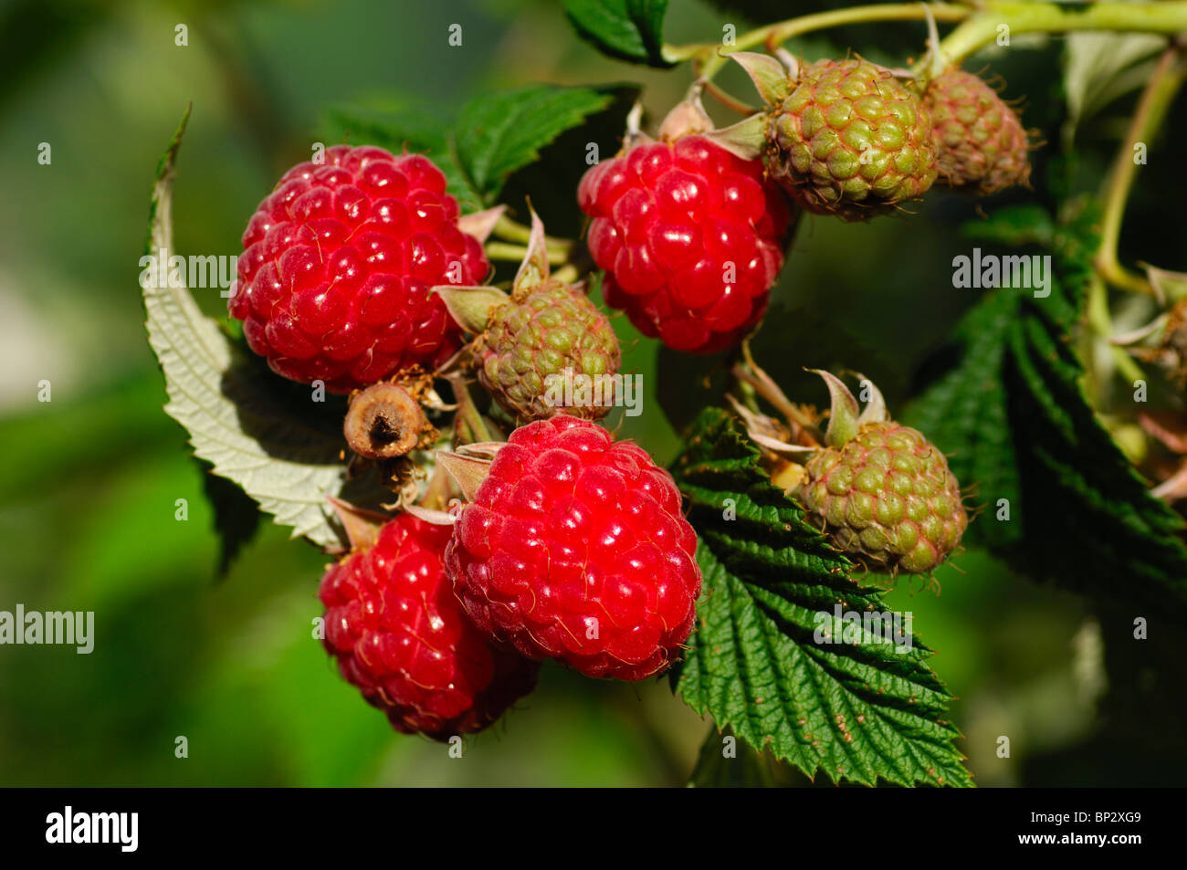 Rubus idaeus raspberries on plant hi-res stock photography and images ...