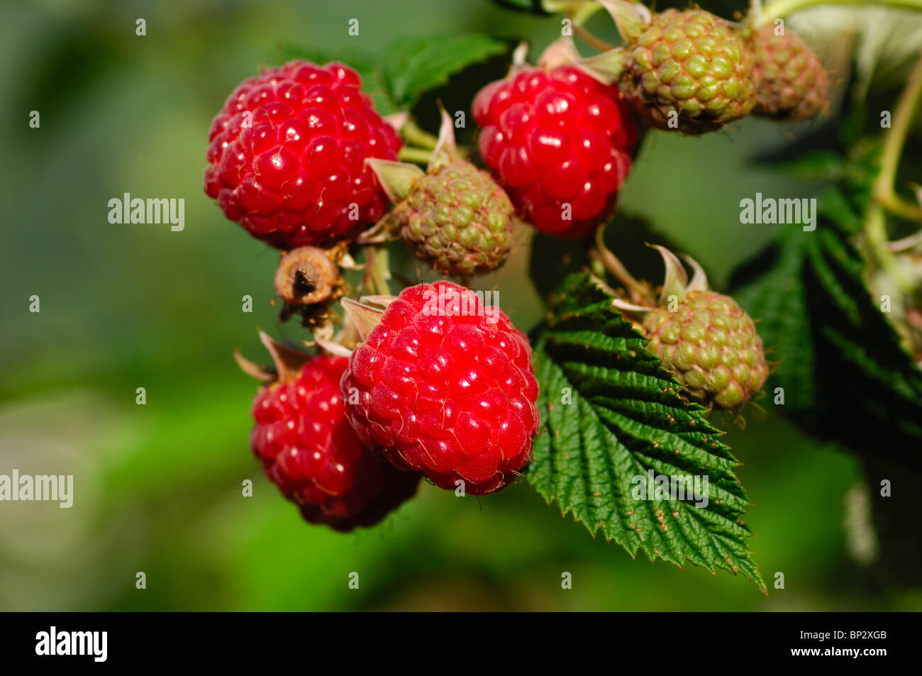 Rubus idaeus hi-res stock photography and images - Alamy