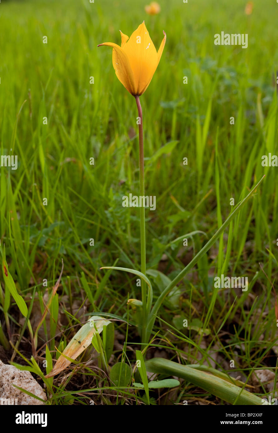 Wild Tulip Tulipa sylvestris ssp. sylvestris in cornfleld, Gargano ...