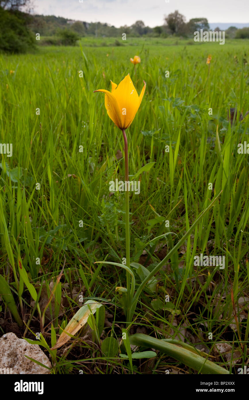 Wild Tulip Tulipa sylvestris ssp. sylvestris in cornfleld, Gargano ...