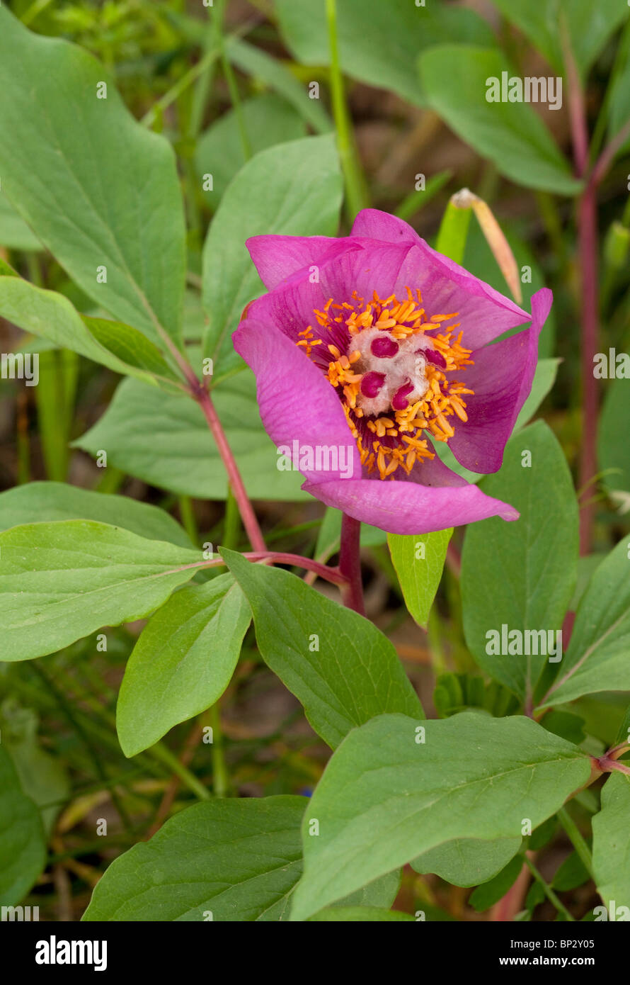 Wild peony or Paeony, Paeonia mascula; Gargano Peninsula, Italy Stock ...